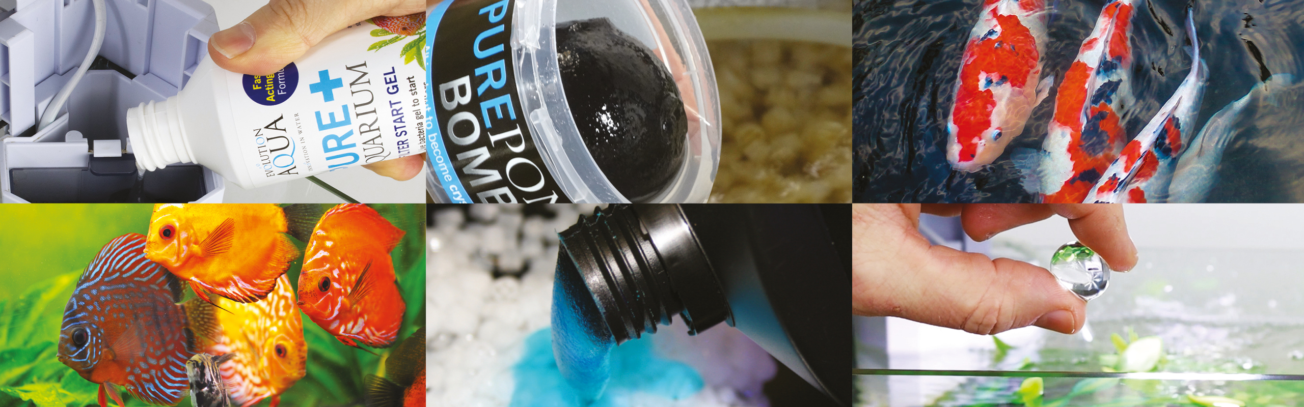 Pure Bacteria | Evolution Aqua