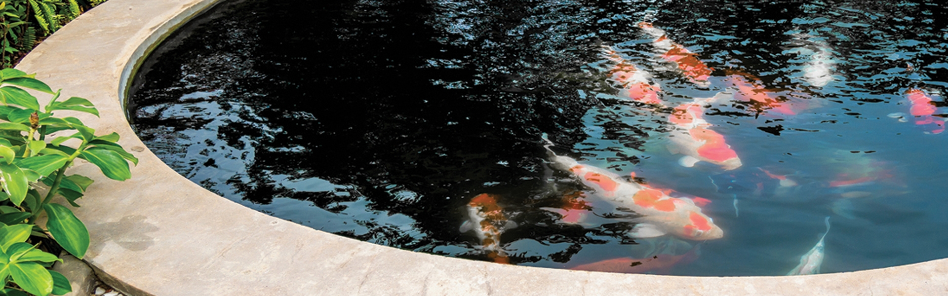 Pond and Koi Treatments